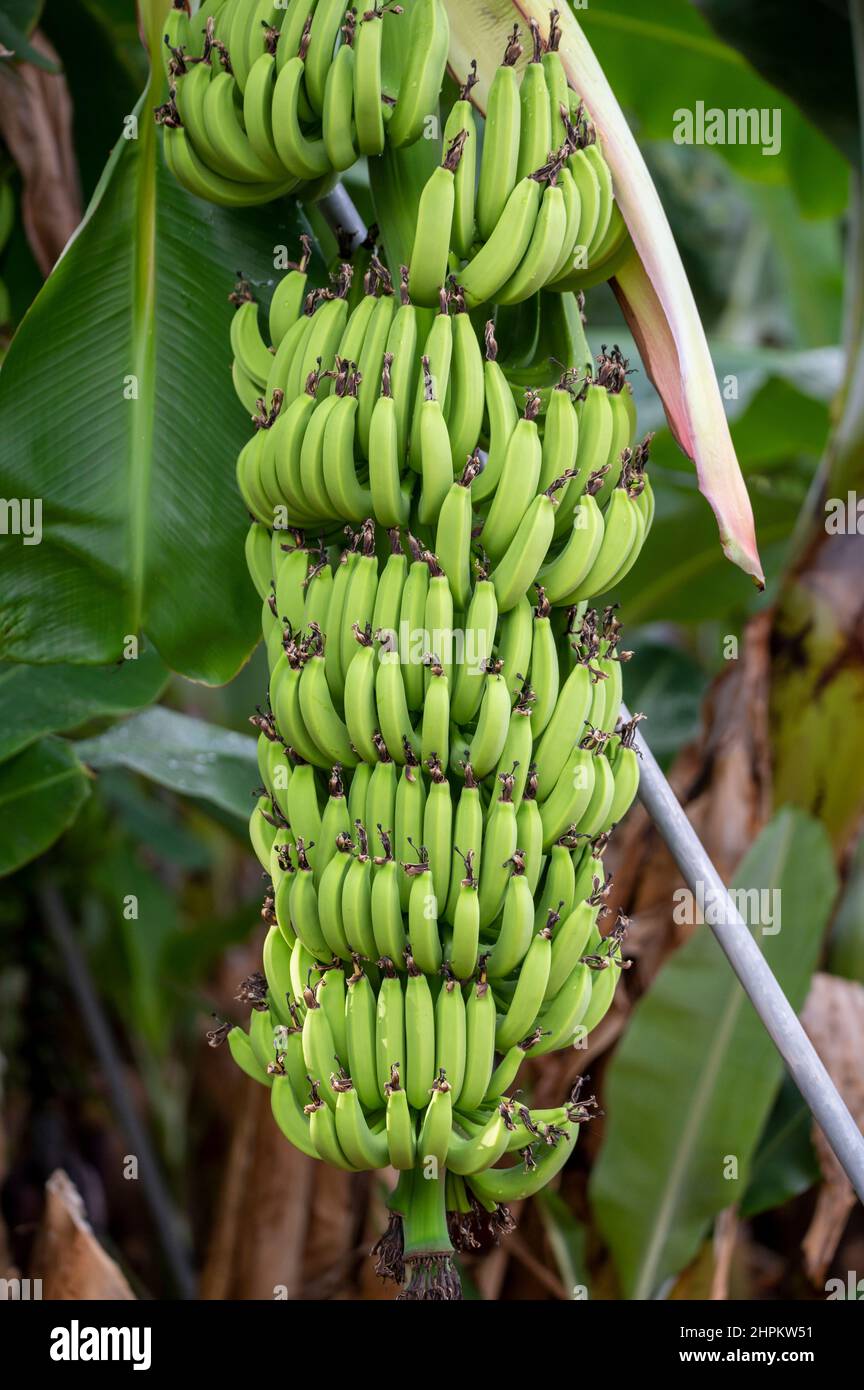 Banana trees plantations with clusters of green bananas tropical fruits ...