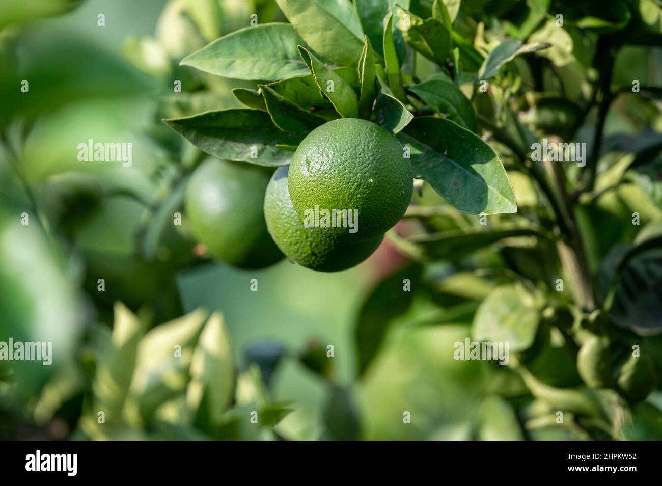 Green orange citrus fruits ripening on organic orange trees plantation ...