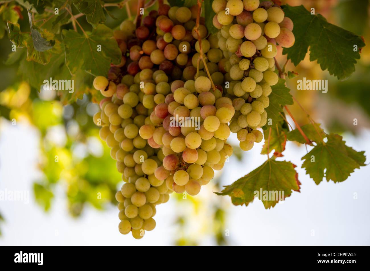 Bunches of white-pink sweet seedless table grapes ripening on vineyars ...