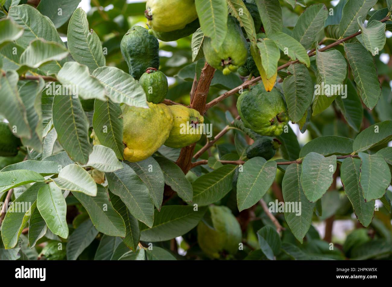 Ripe green and pink from inside aromatic fruits of apple guava plant ...
