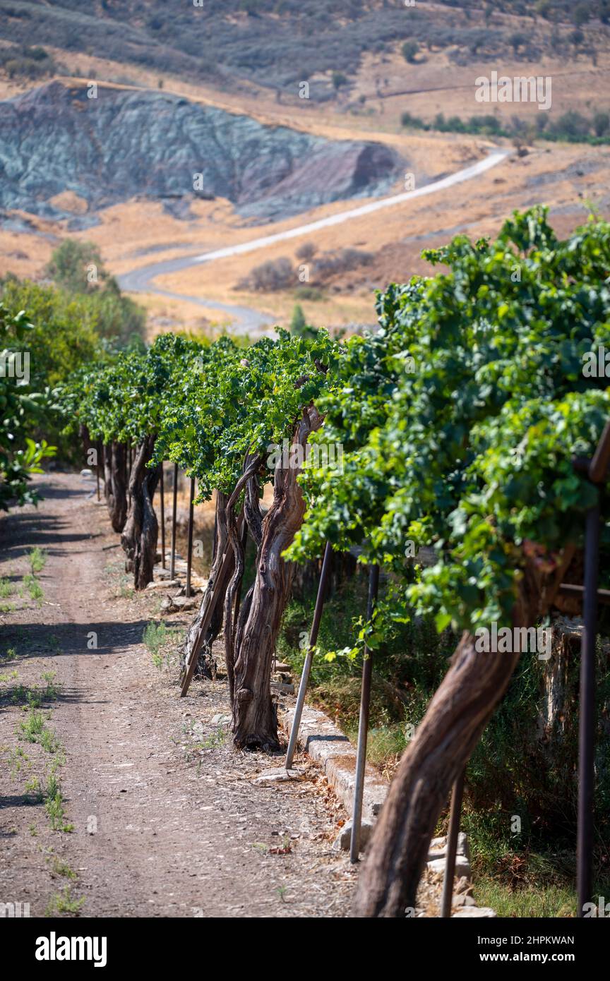 Plantation of white-pink sweet seedless table grapes on Cyprus, nature ...
