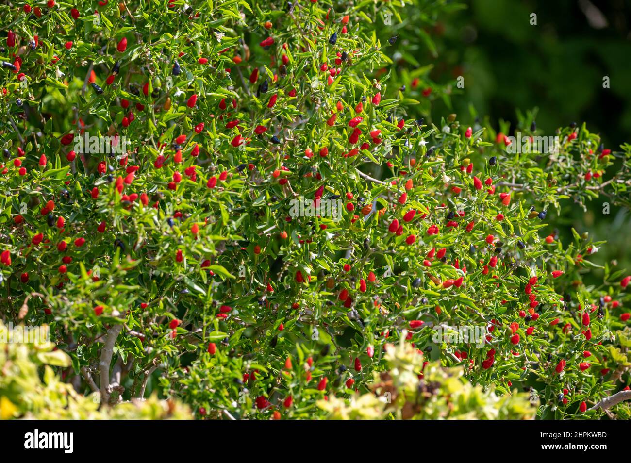 Small ripe red hot chili peppers growing on plant ready to harvest ...