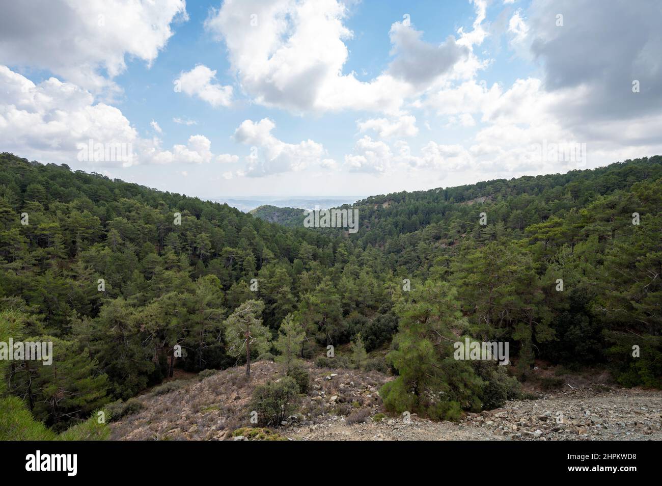 Evergreen pine trees growing in clouds in high Troodos mountains on ...