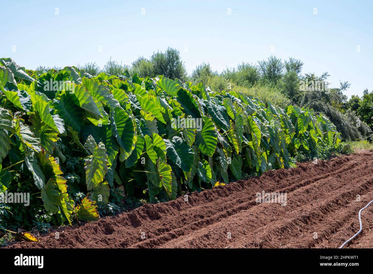 Plantationf of Colocasia esculenta tropical plant grown primarily for ...