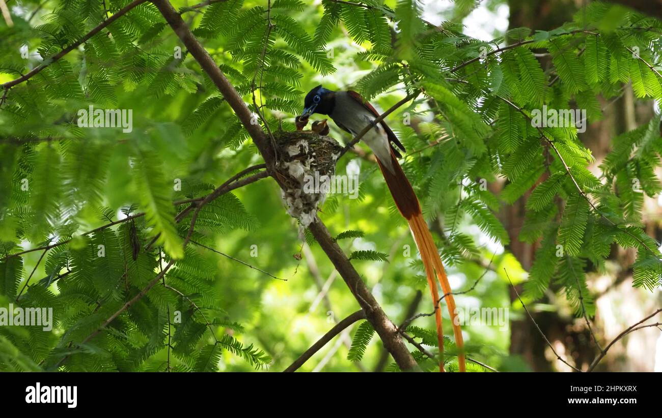 Japans longevity birds hi-res stock photography and images - Alamy