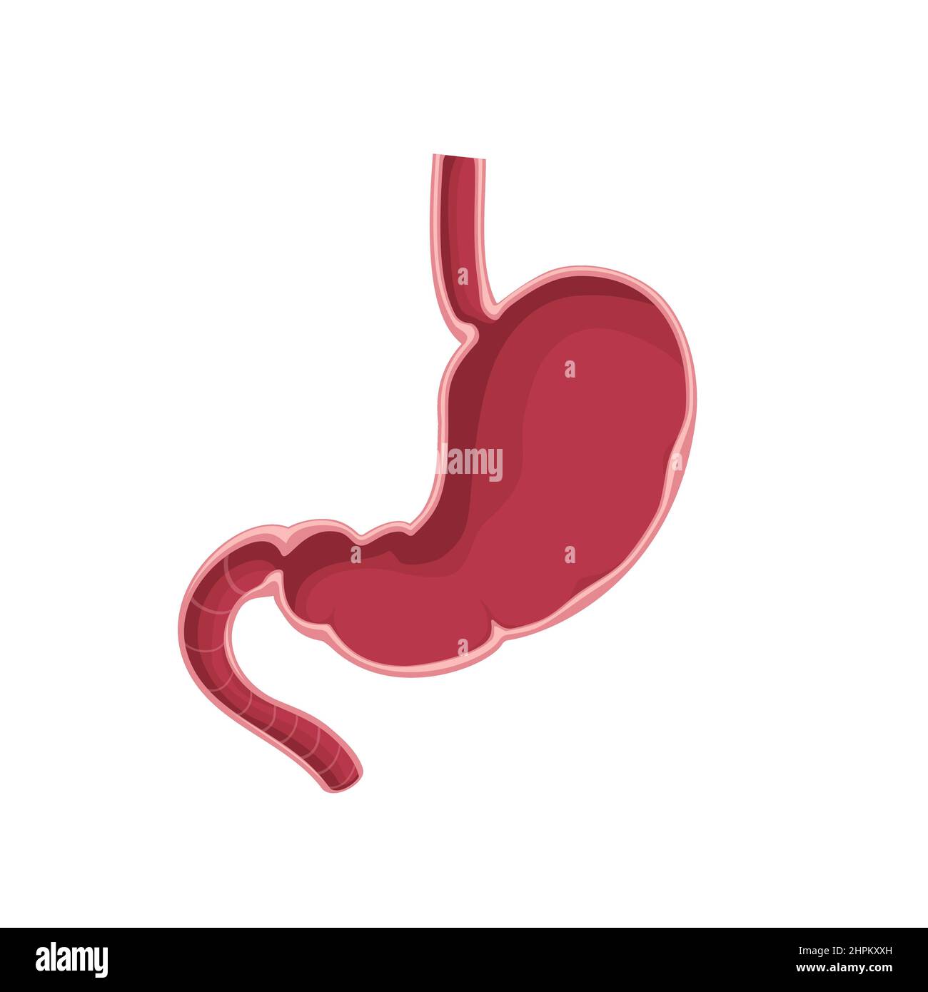 Stomach vector illustration. Human stomach anatomy. Realistic stomach ...
