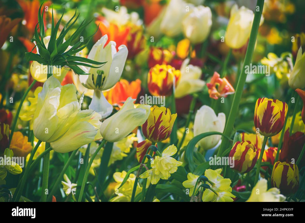 Yellow and white tulip flowers Stock Photo - Alamy