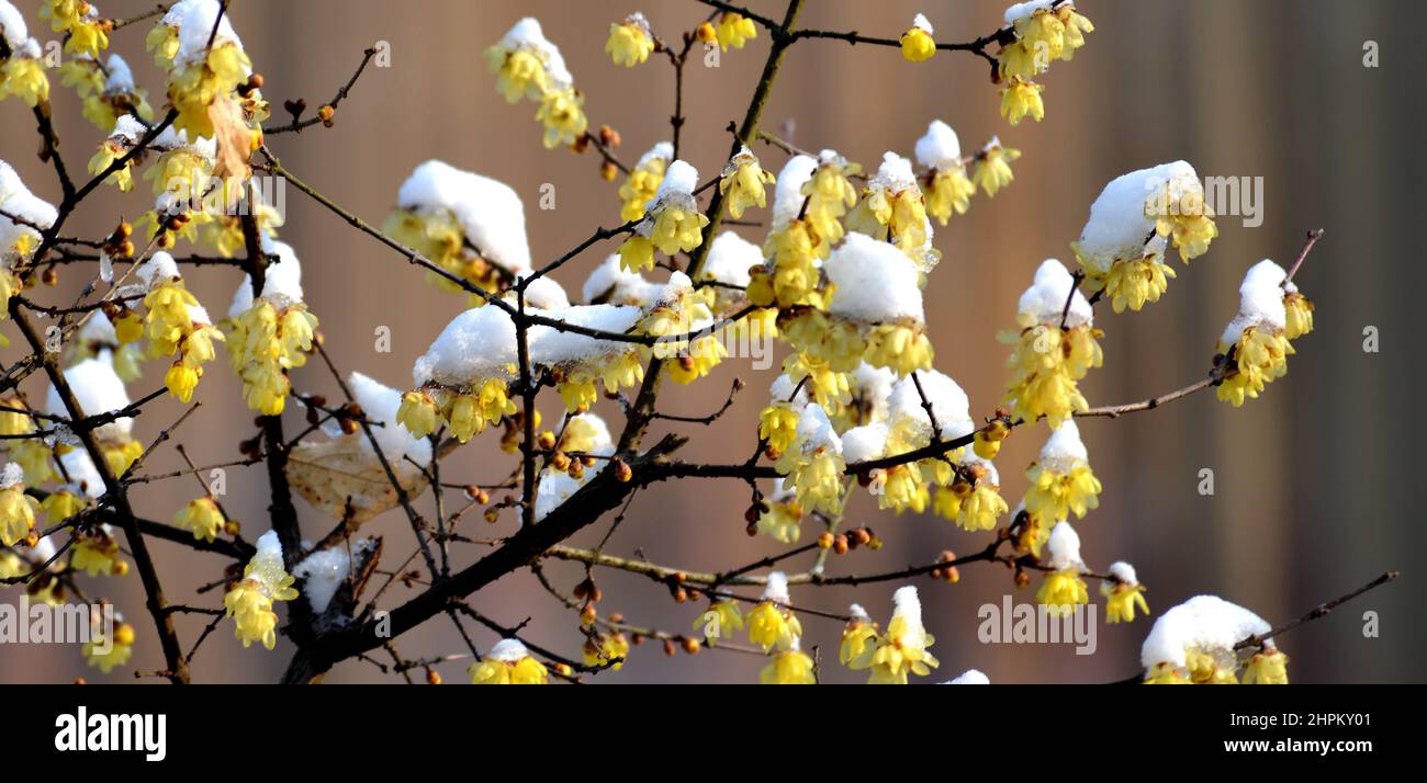 Diesel wax plum heart hi-res stock photography and images - Alamy