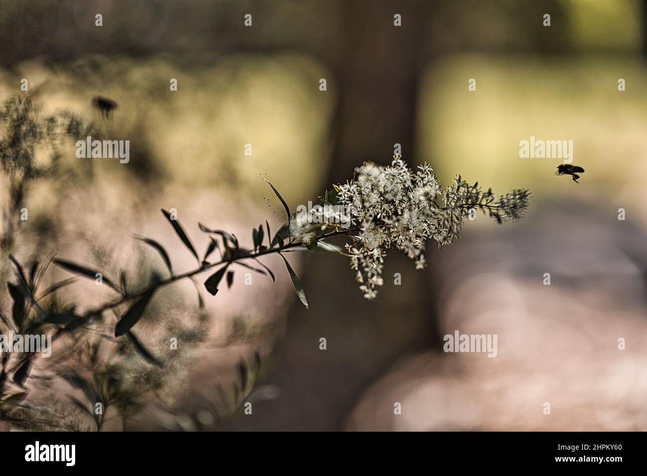 Closeup of a bug flying to a flower Stock Photo - Alamy