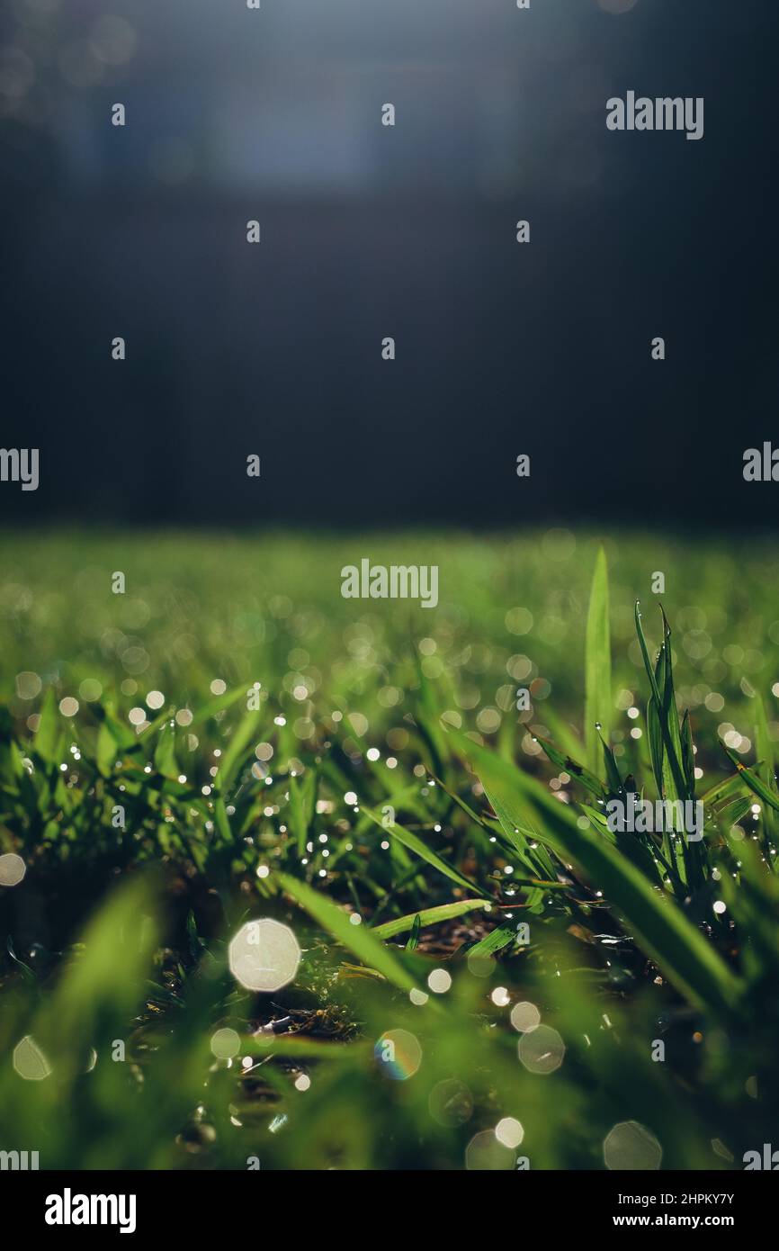 Vertical shot of wet grass on the ground Stock Photo - Alamy