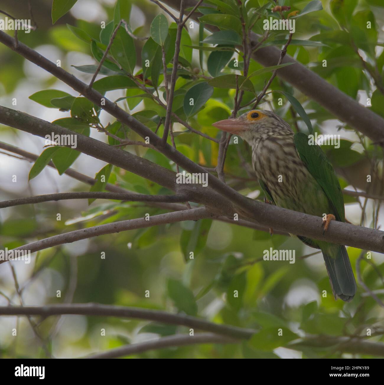 Beautiful shot of a bird in a forest during the day Stock Photo - Alamy