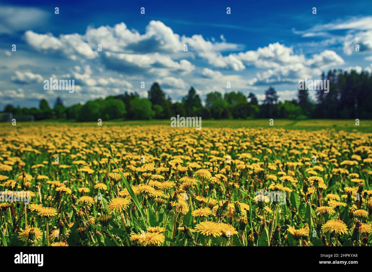 Dandelion flower meadow Stock Photo - Alamy