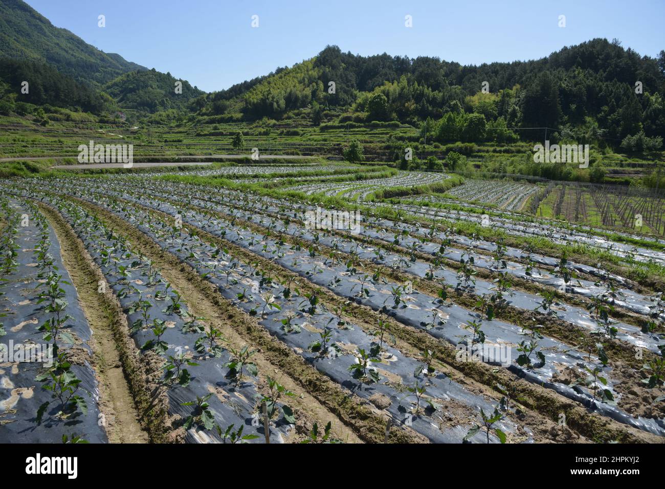 Mountain vegetable planting hi-res stock photography and images - Alamy