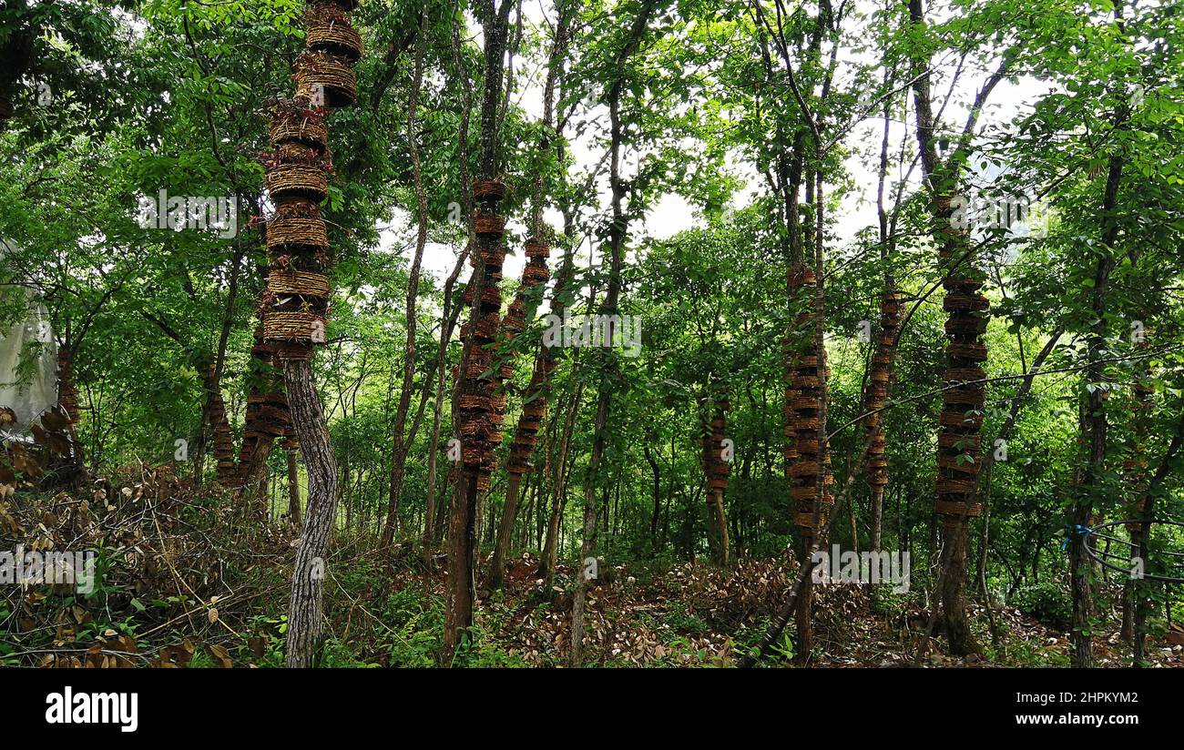Caulis dendrobii artificial cultivation Stock Photo - Alamy