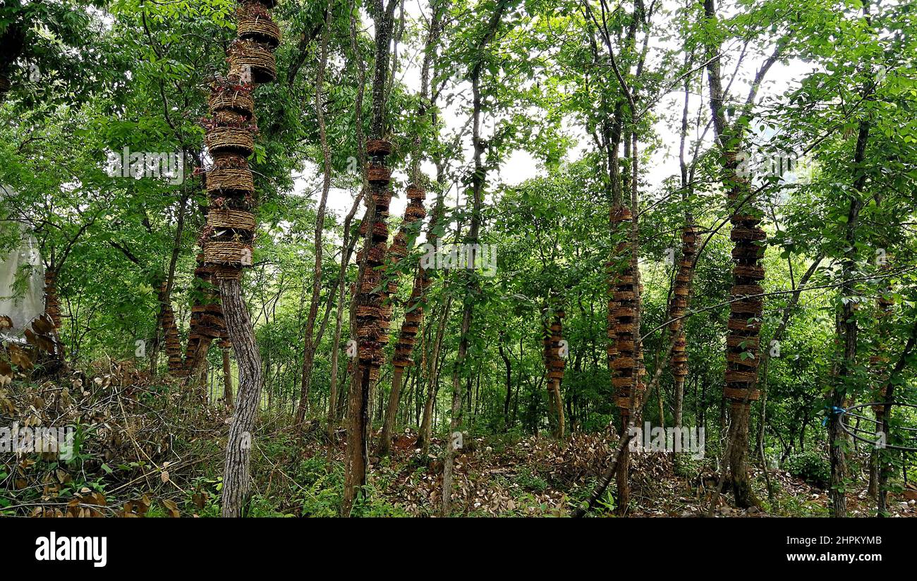 Caulis dendrobii artificial cultivation Stock Photo - Alamy