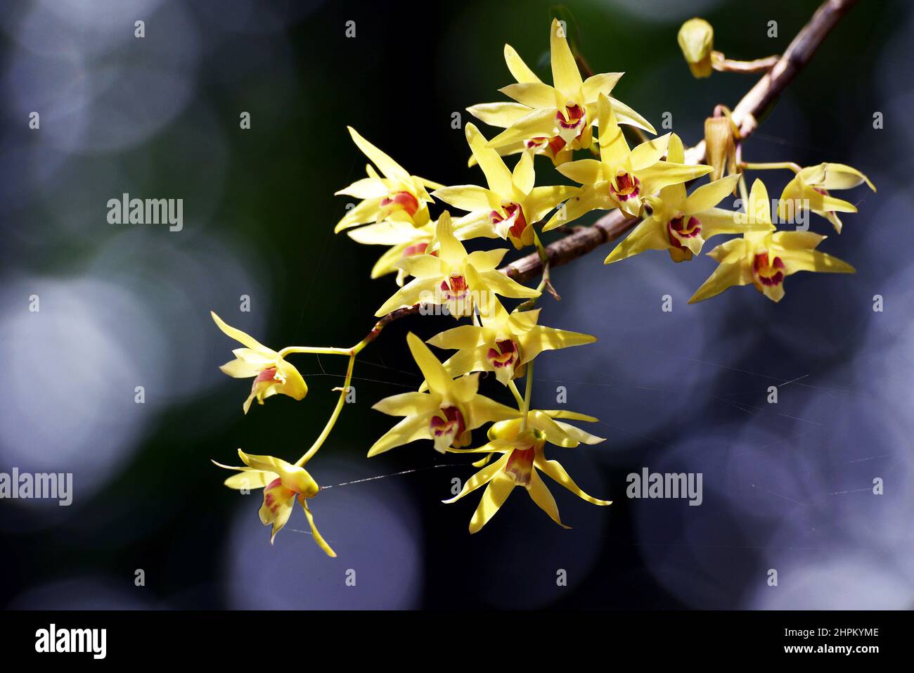 Caulis dendrobii tea hi-res stock photography and images - Alamy
