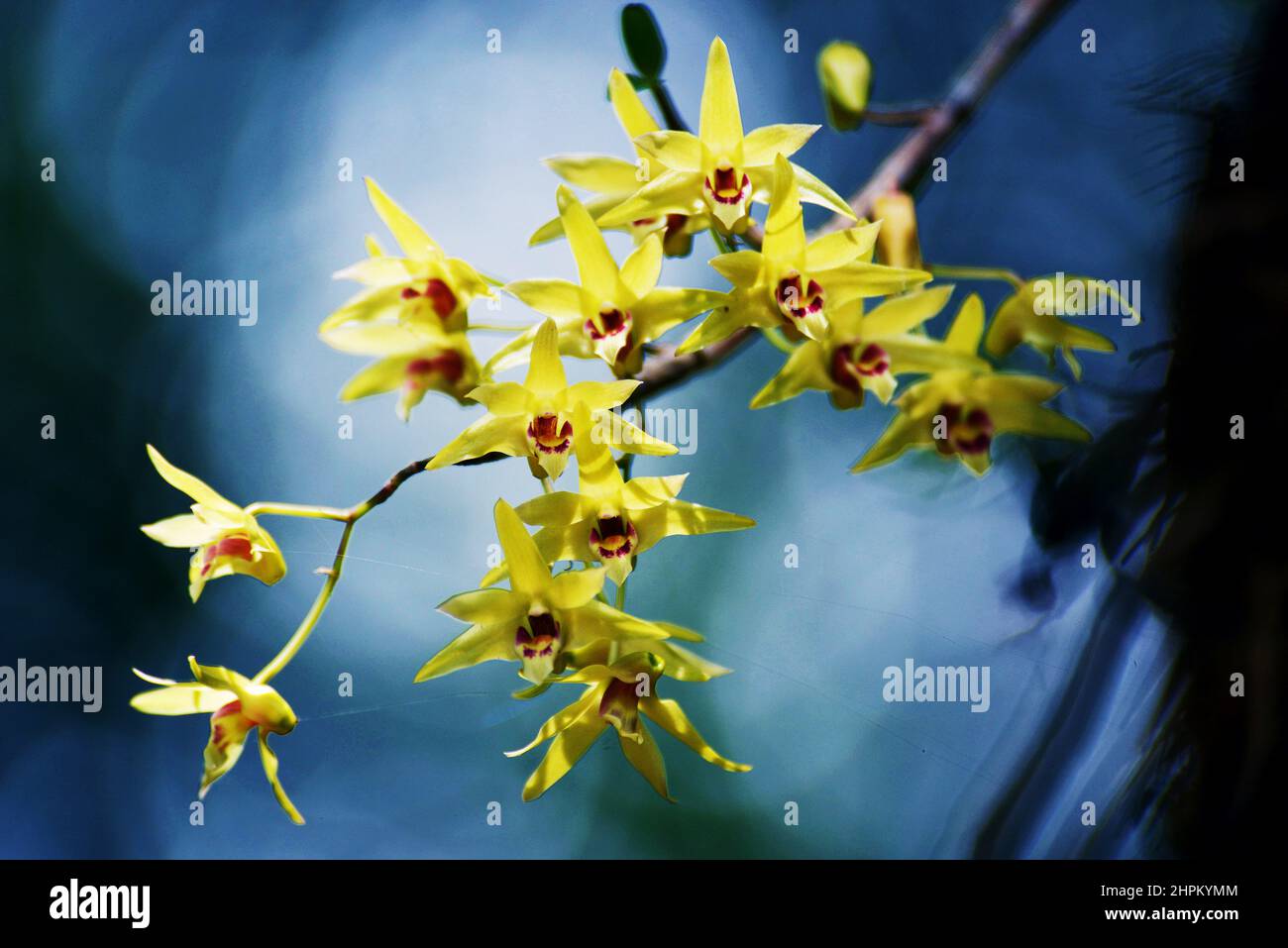 Caulis dendrobii artificial cultivation Stock Photo - Alamy