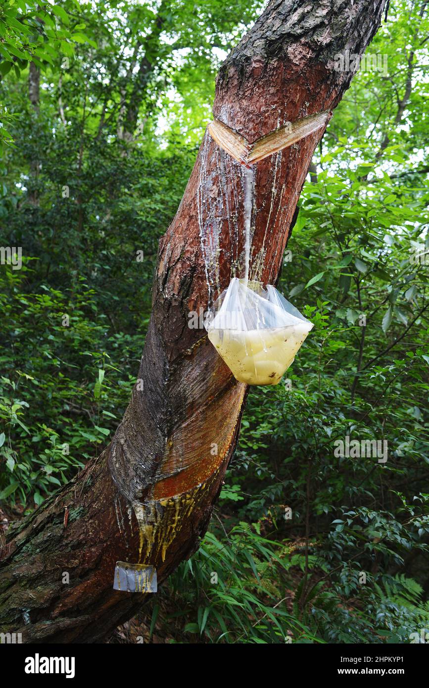 Gum rosin hi-res stock photography and images - Alamy