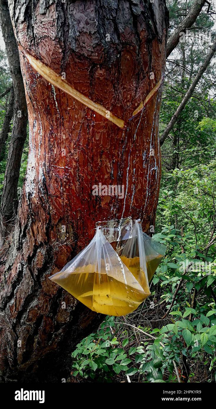 Rosin collection hi-res stock photography and images - Alamy