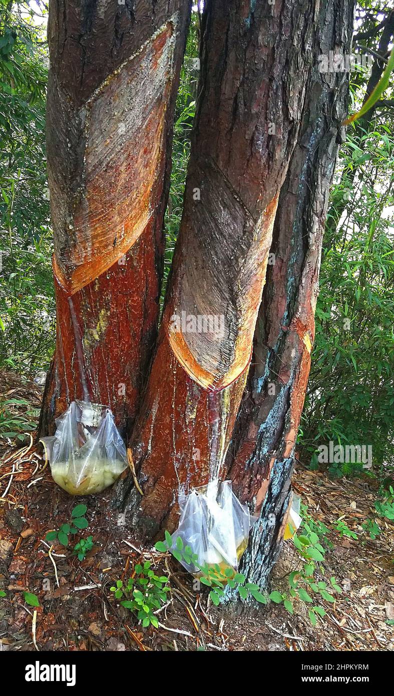 Rosin collection hi-res stock photography and images - Alamy