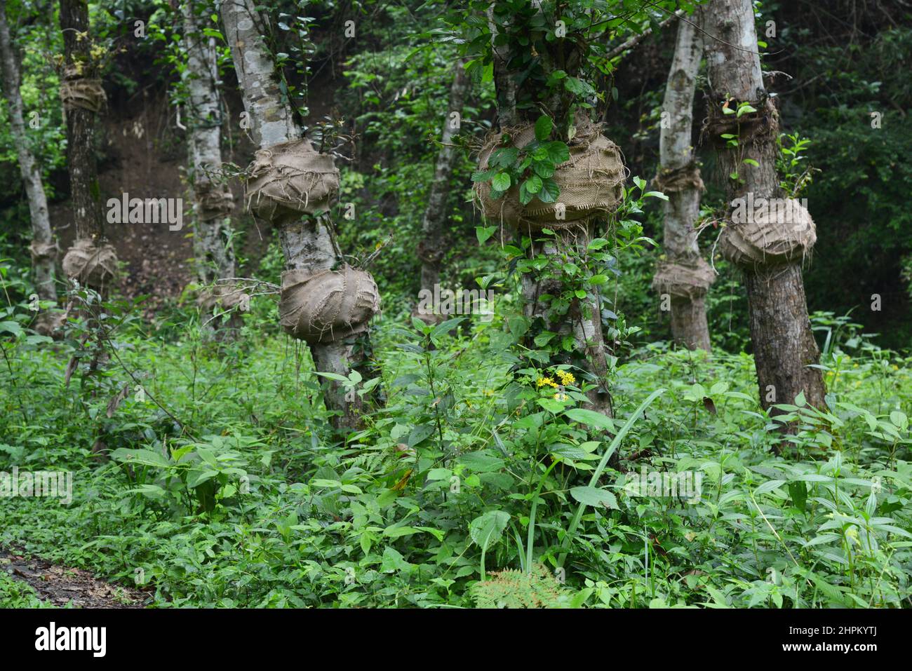 Caulis dendrobii artificial cultivation Stock Photo - Alamy