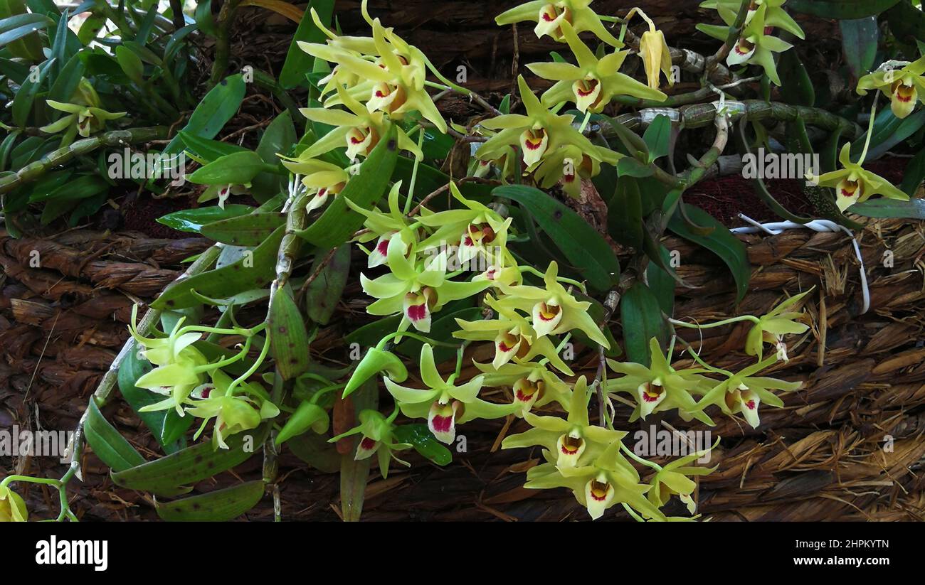 Tin caulis dendrobii hi-res stock photography and images - Alamy