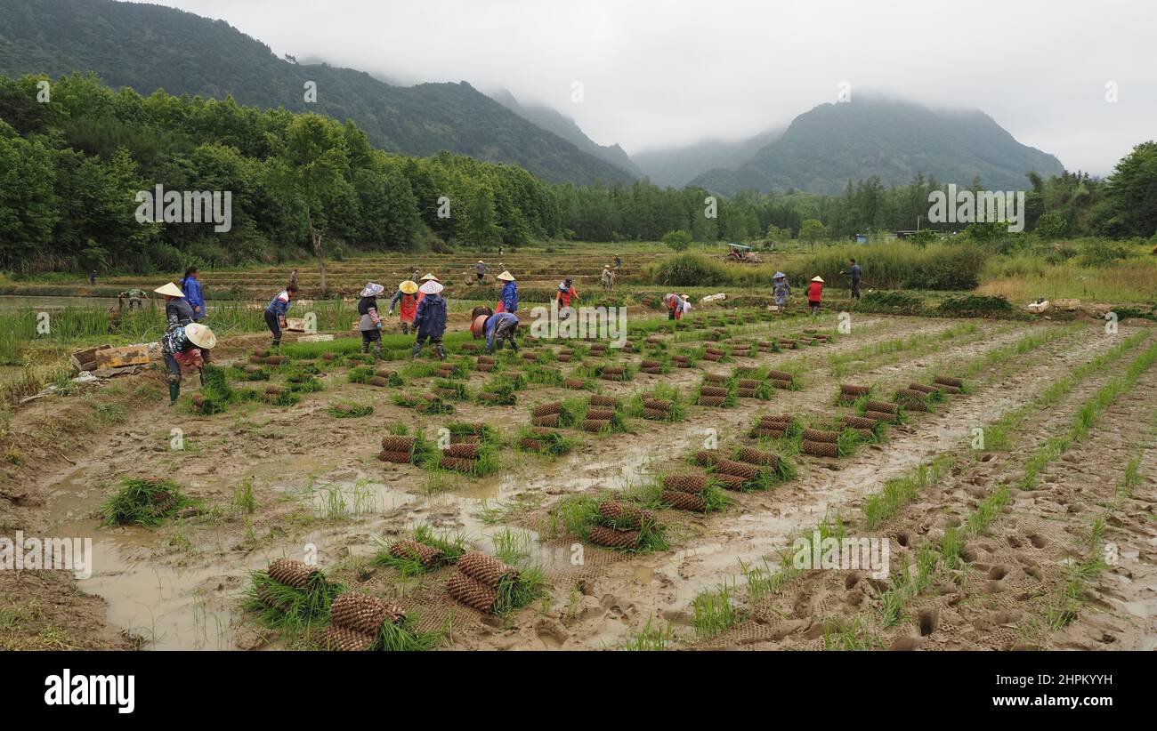 Raising seedlings hi-res stock photography and images - Alamy