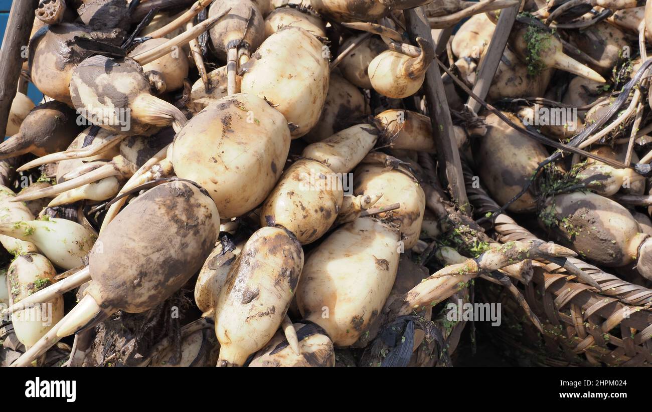 Lotus root, lotus root, pond lotus root Stock Photo - Alamy