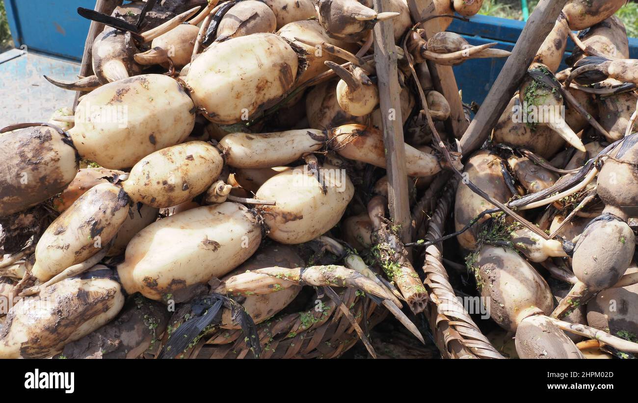 Lotus root, lotus root, pond lotus root Stock Photo - Alamy