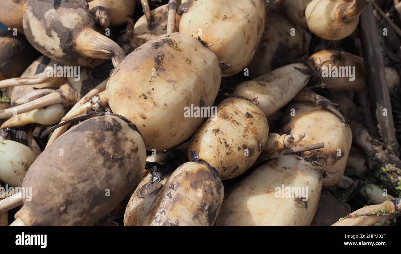 Lotus root, lotus root, pond lotus root Stock Photo - Alamy