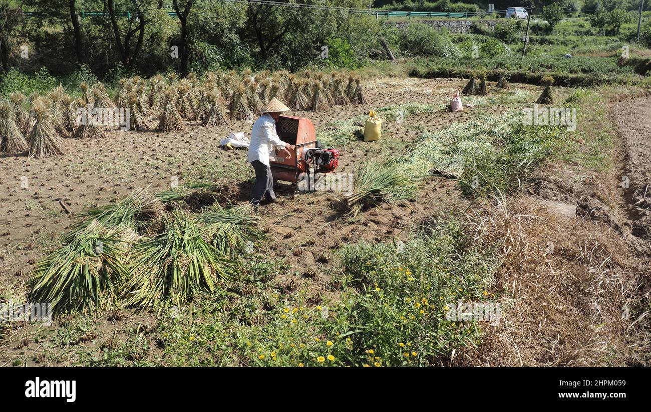 Small threshing machine hi-res stock photography and images - Alamy