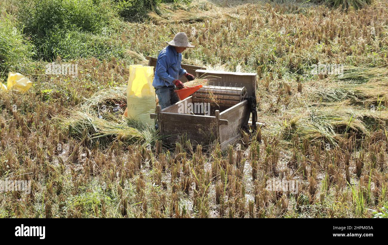 The autumn harvest rice Stock Photo - Alamy