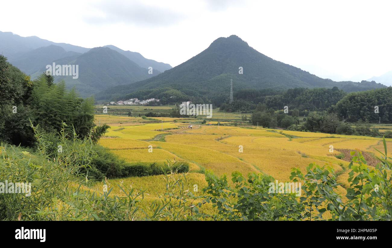 Iron cap rice yellow below Stock Photo - Alamy