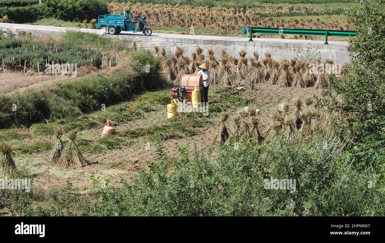 The autumn harvest rice Stock Photo - Alamy