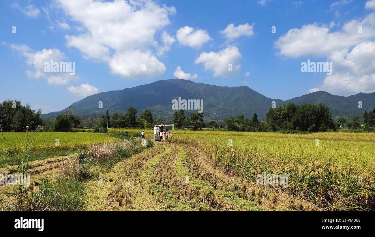 The autumn harvest rice yellow Stock Photo - Alamy