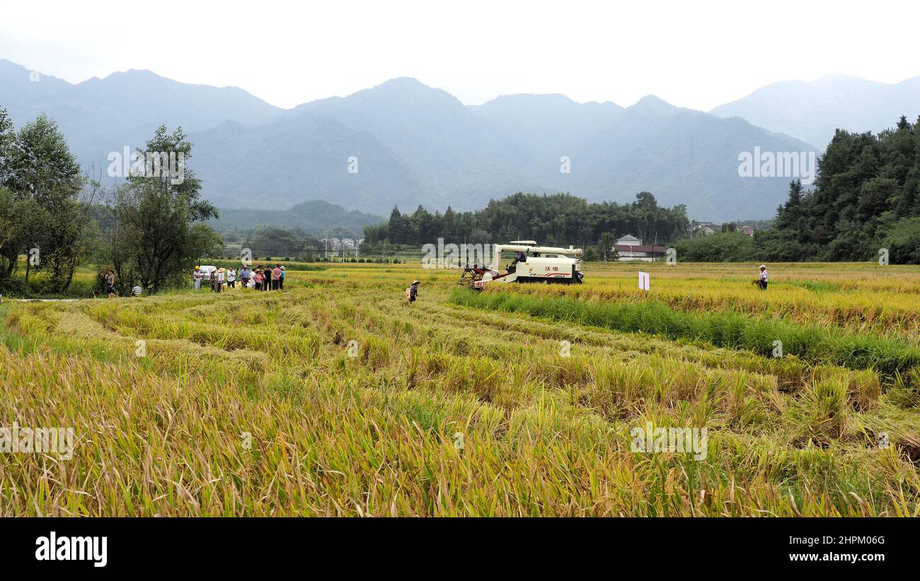 The autumn harvest rice Stock Photo - Alamy