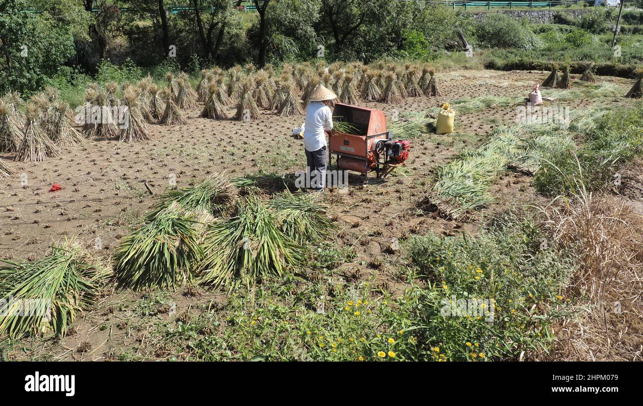 Rice operation hi-res stock photography and images - Alamy