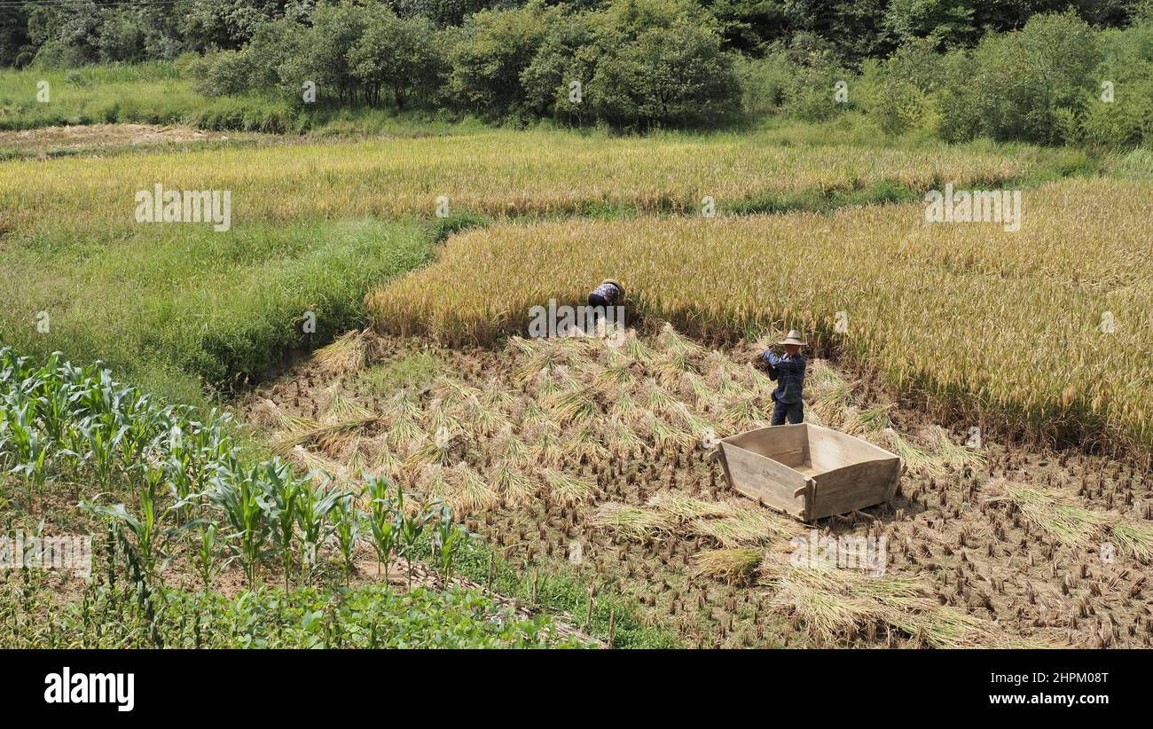 Human dozen rice hi-res stock photography and images - Alamy