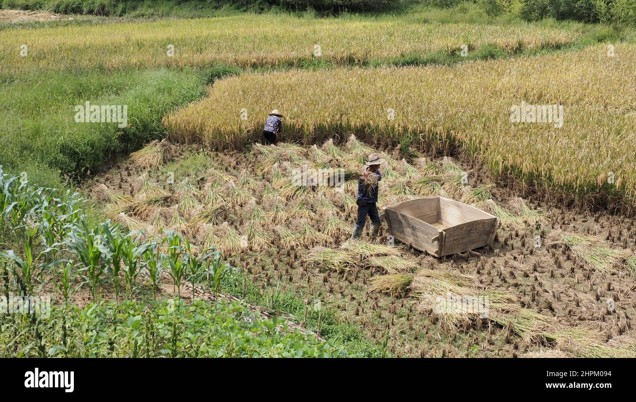 Human dozen rice hi-res stock photography and images - Alamy