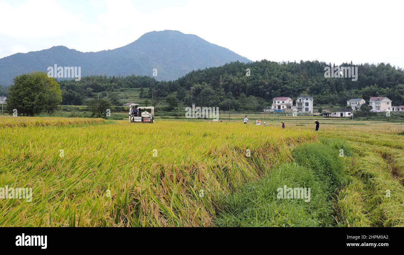 Rice operation hi-res stock photography and images - Alamy