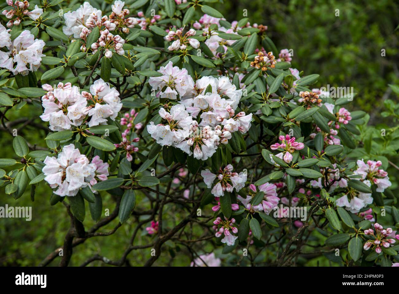 Huangshan mountain azalea Stock Photo - Alamy