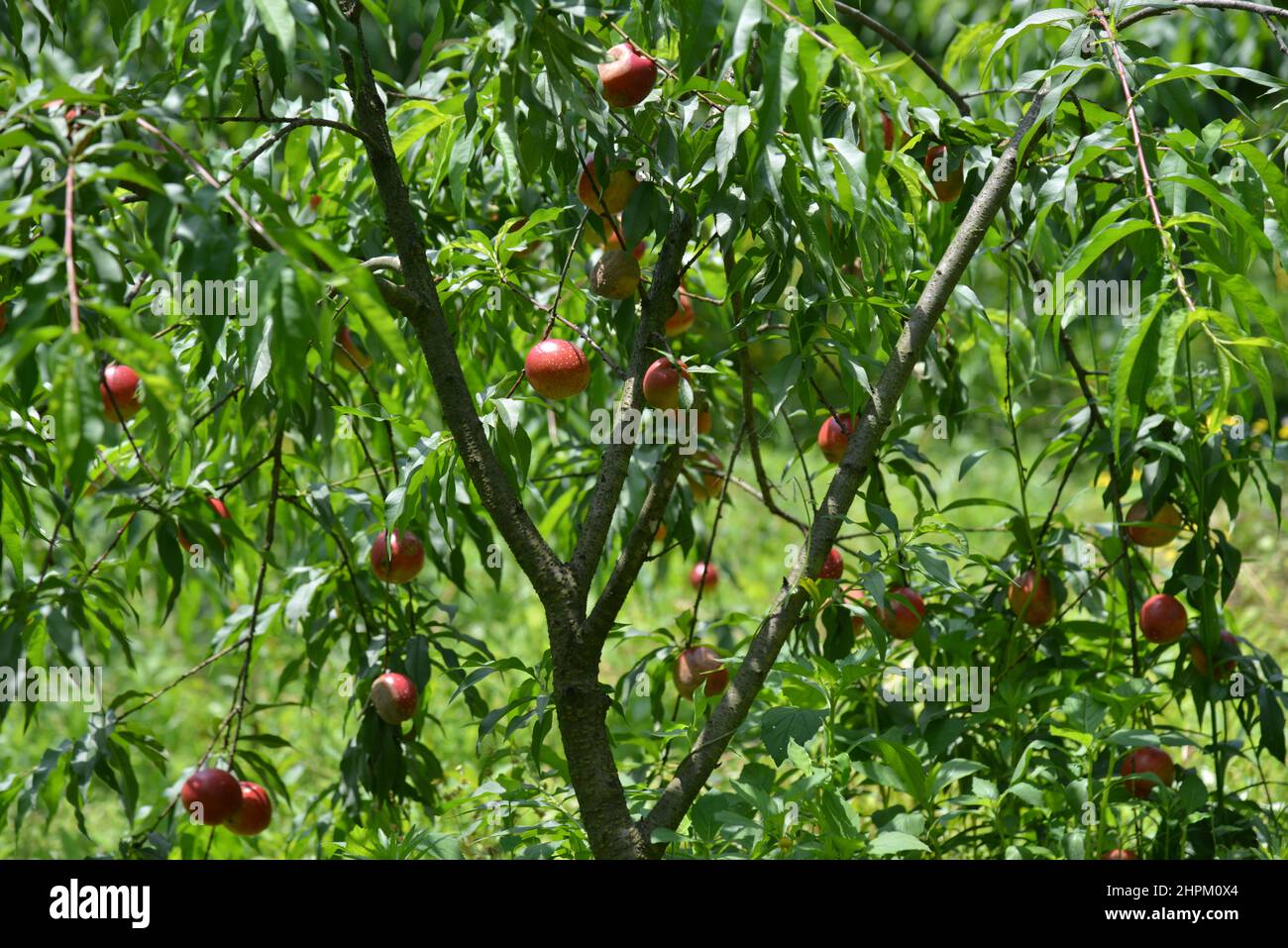 Li guangtao nectarine hi-res stock photography and images - Alamy