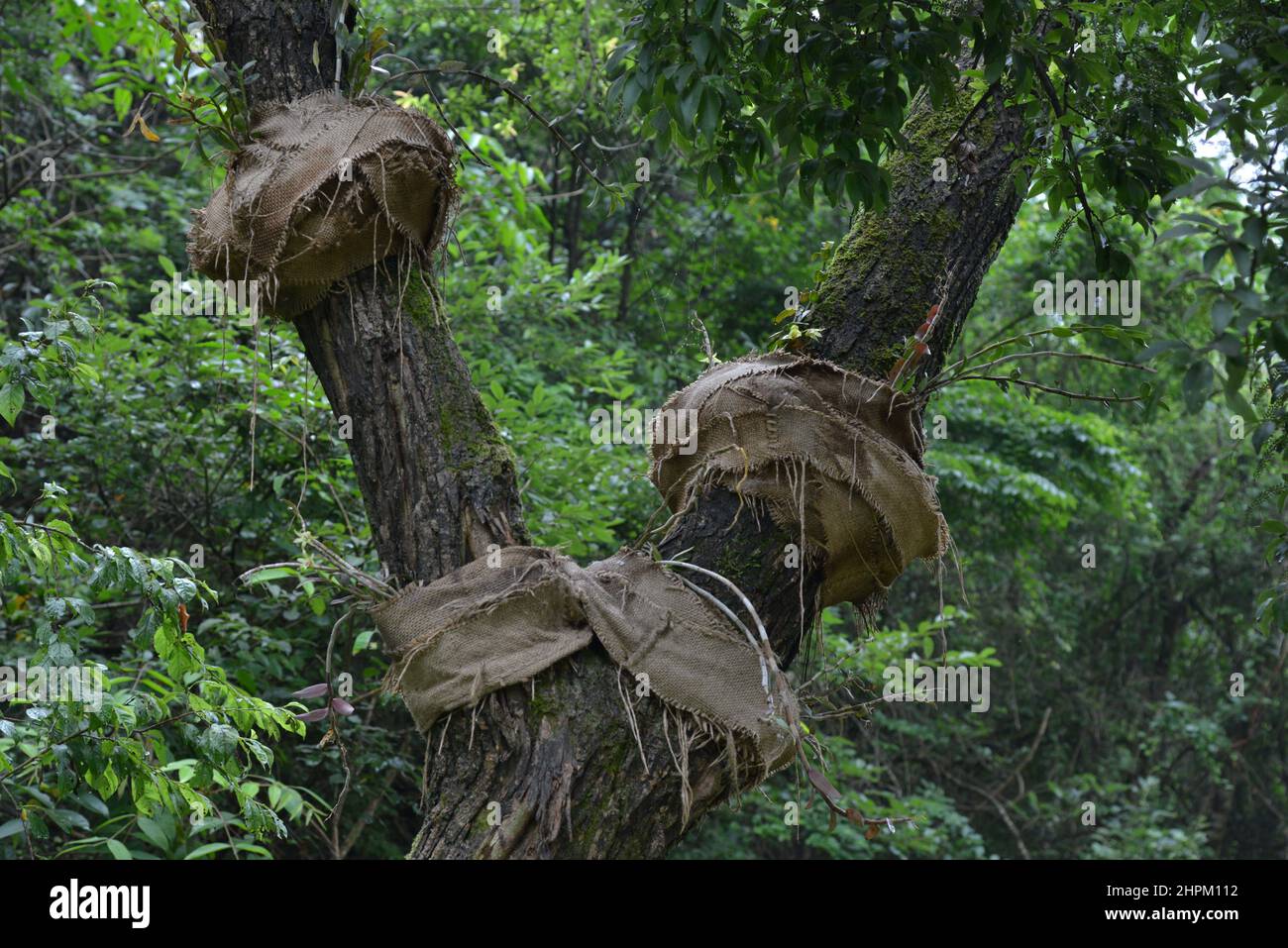 Caulis dendrobii hi-res stock photography and images - Alamy