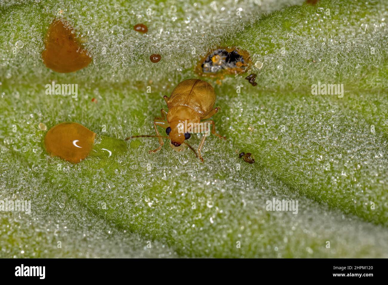 Adult Leaf Beetle of the Subfamily Eumolpinae Stock Photo - Alamy