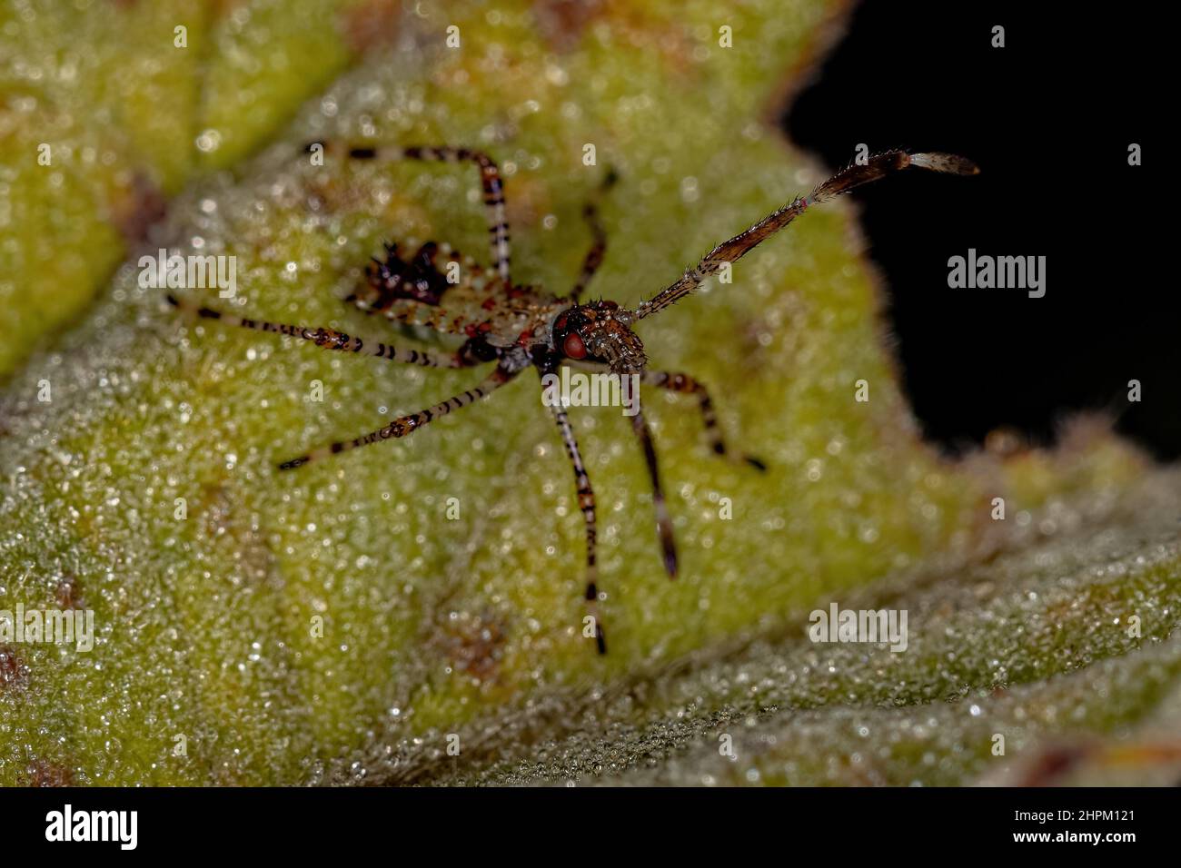 Leaf-footed Bug Nymph of the Family Coreidae Stock Photo - Alamy