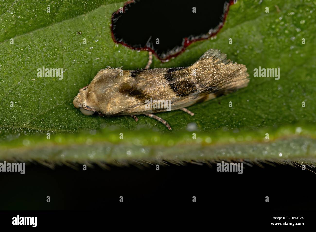 Small Adult Moth of the Superfamily Noctuoidea Stock Photo - Alamy