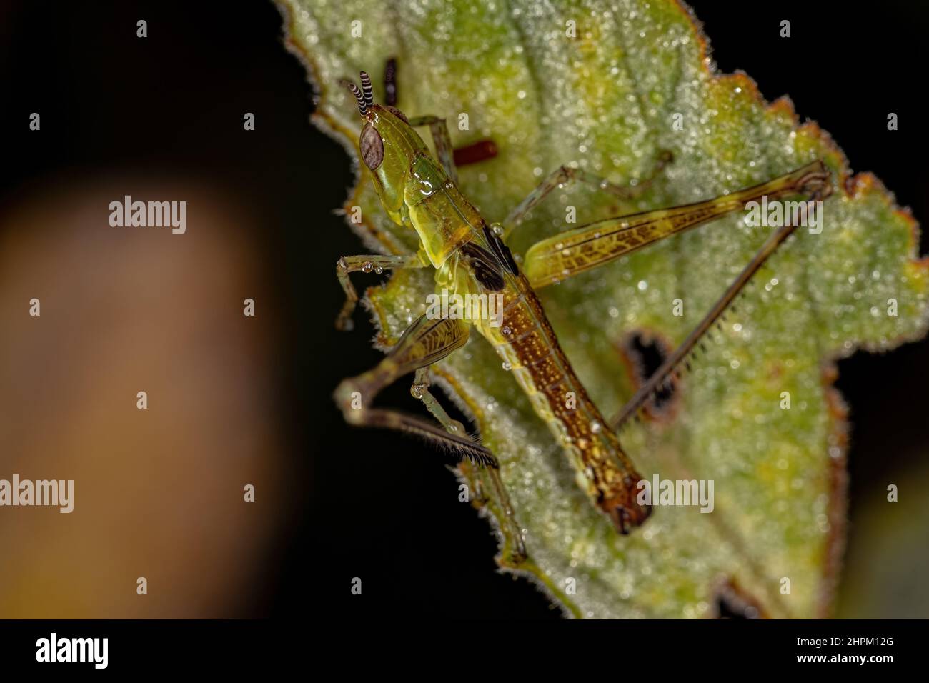 Green Monkey Grasshopper of the species Temnomastax hamus Stock Photo ...
