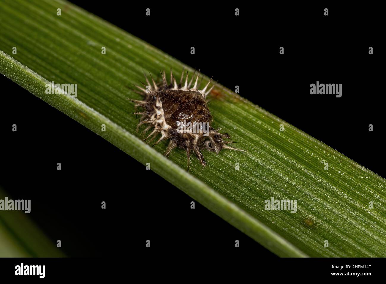 Scale-feeding Lady Beetle Larvae of the Subfamily Chilocorinae Stock ...