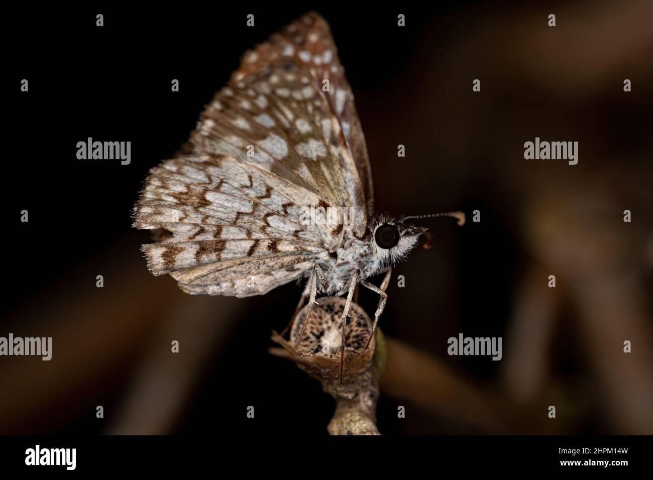 Adult Orcus Checkered-Skipper Moth Insect of the species Burnsius orcus ...