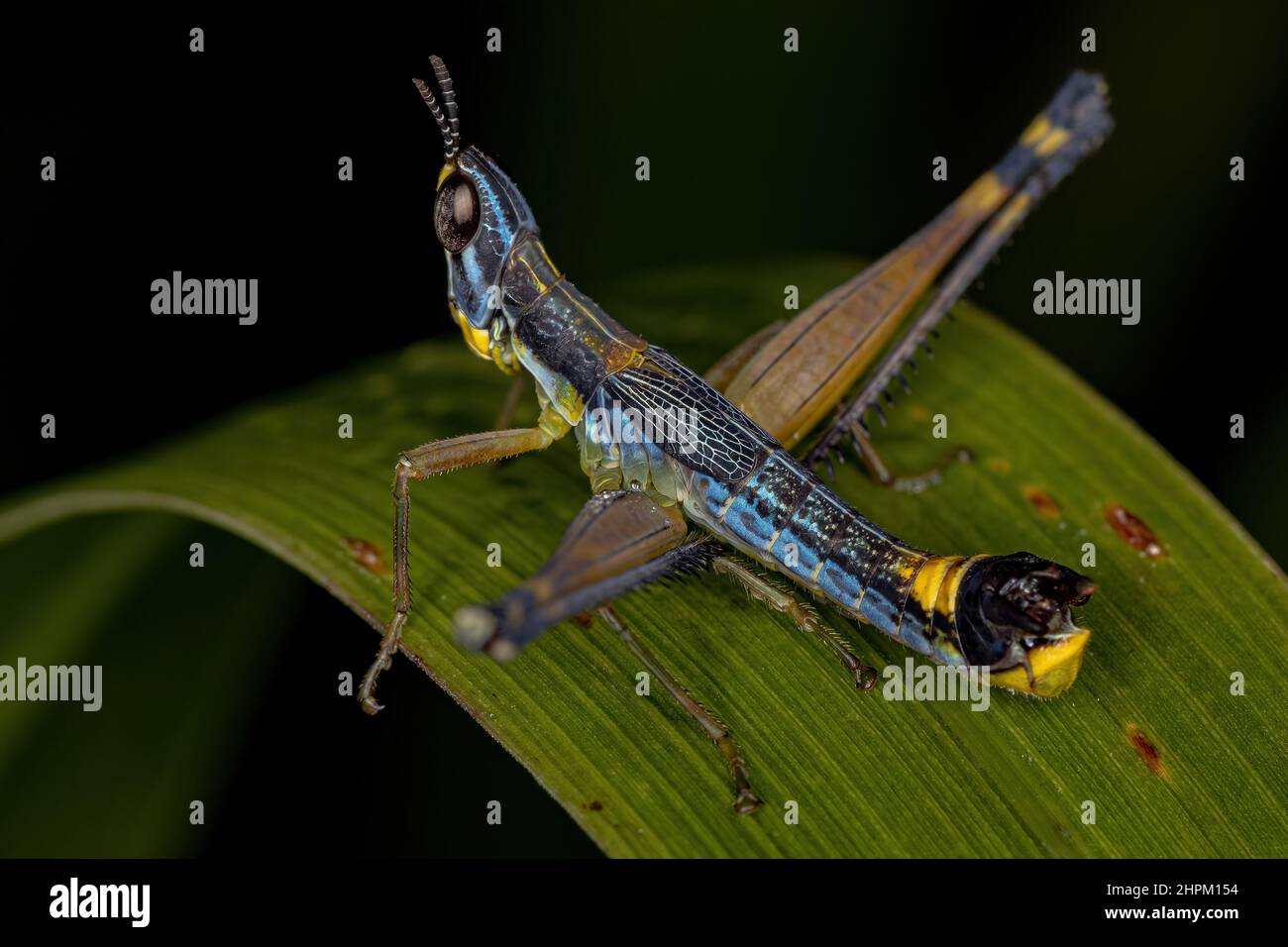 Male Monkey Grasshopper Nymph of the species Temnomastax hamus Stock ...